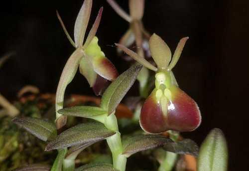 Орхидея Epidendrum porpax