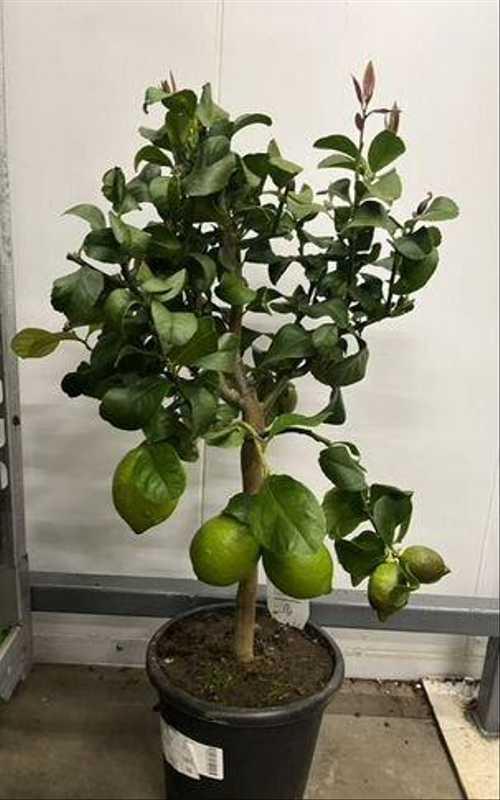 Лимонное дерево комнатное Премиум большое 88 см