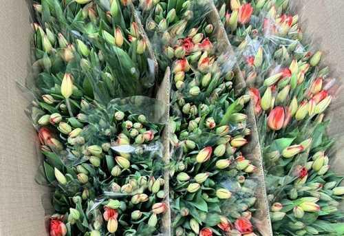 Тюльпаны опт 40-45 см