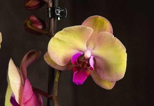 Орхидея Фаленопсис Инез 2 ст