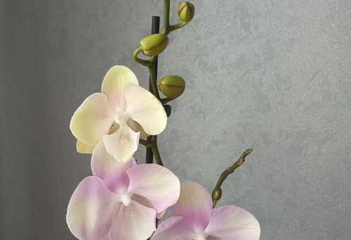 Орхидея фаленопсис венецианский карнавал биг лип