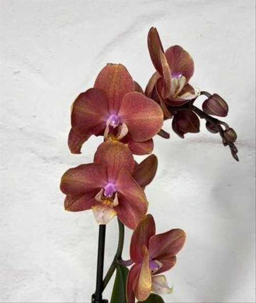 Орхидея фаленопсис горизонт