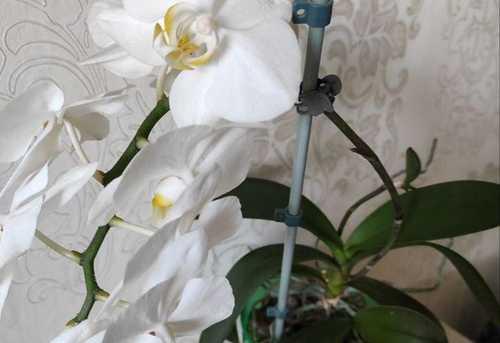 Орхидея фаленопсис с детками