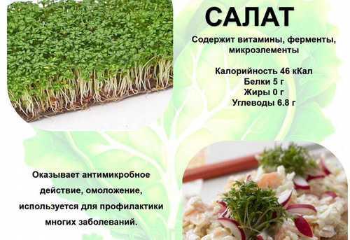 Кресс - салат, микрозелень, Кресс-салат