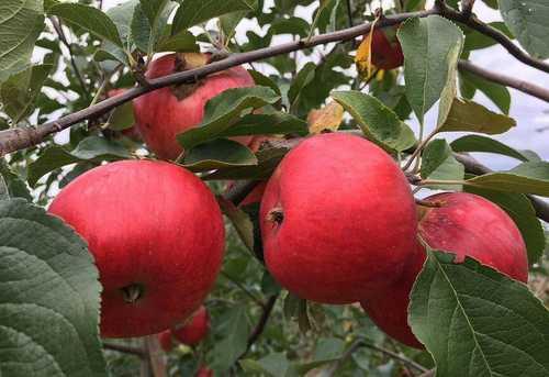 Яблоня Красное ранее - семенной подвой 3хлетка