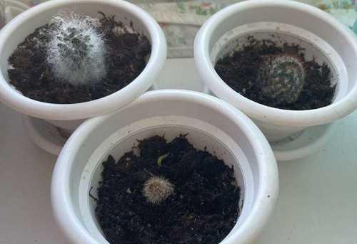 Коллекция кактусов