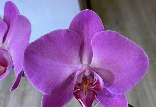 Орхидея фаленопсис сорт Pusan