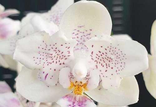 Орхидея Phal. Younghome Lucky Star '0020' (peloric