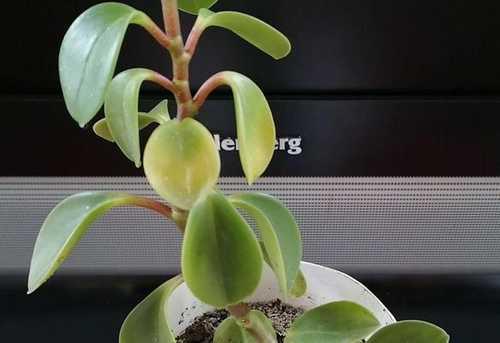 Комнатное растение Пеперомия