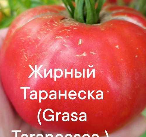 Урожайные томаты