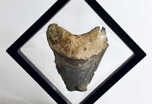 Зуб акулы Мегалодон 10.48 см
