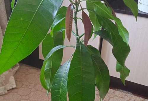 Манго растение домашнее