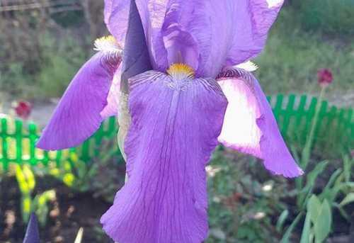 Ирис Королевский Фиолетовый крупный