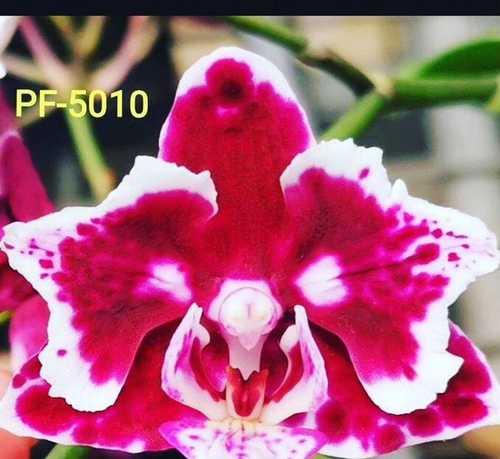 Орхидея фаленопсис бабочка PF-5010, нецветущая