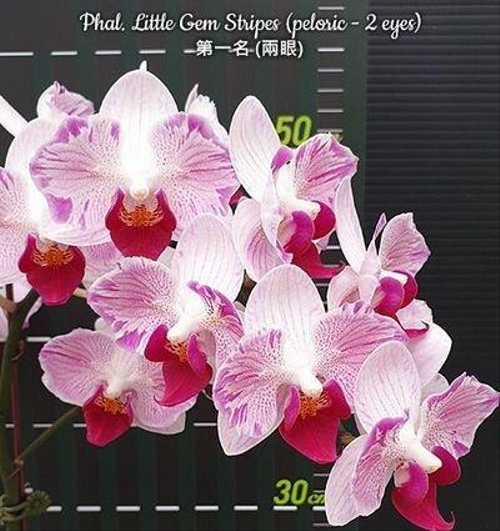 Орхидея Phal. Little Gem Stripes (peloric - 2 eyes