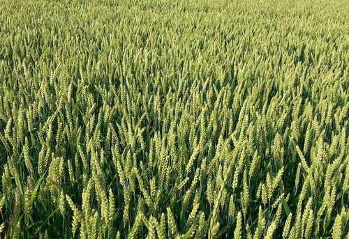 Семена "Безостая 100" озимая пшеница элита