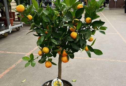Купить мандариновое дерево H 80 см