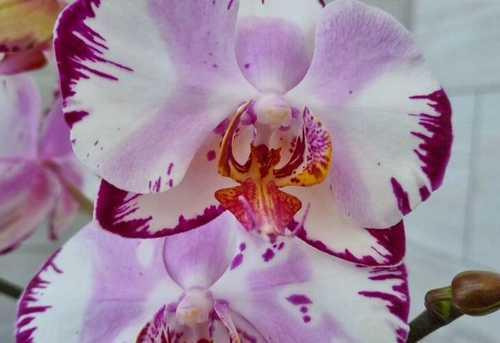 Орхидея фаленопсис magic art