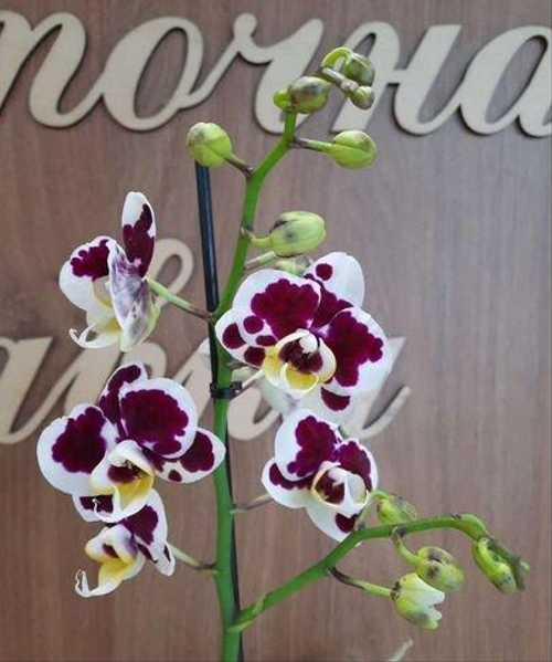 Орхидеи мультифлора