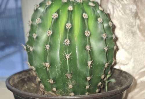 Кактус эхинопсис комнатные растения