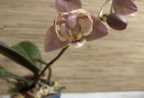 Орхидея одорион. Парфюмерная фабрика