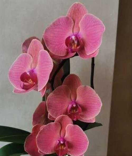 Орхидеи фаленопсисы домашние