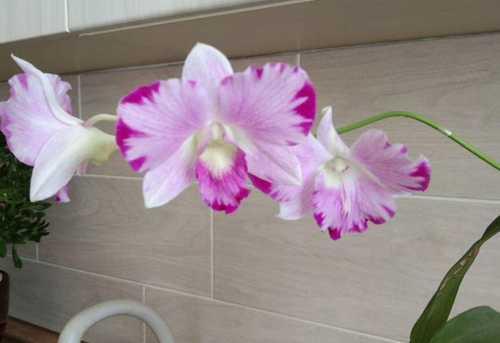 Орхидея дендрофаленопсис