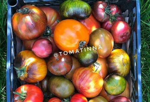 Семена сортовых томатов набор из 10 сортов