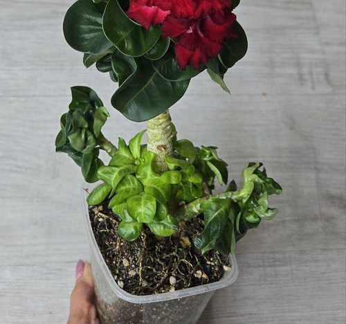 Мини адениум дабл