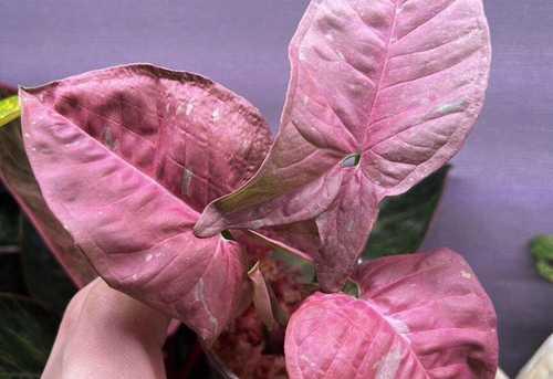 Сингониум розовая икра рафидофора пуберула