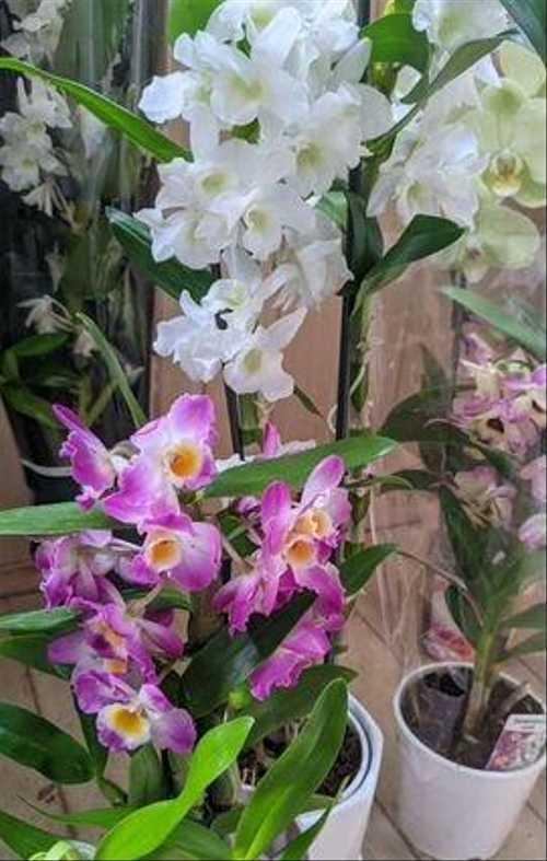 Орхидея дендробиум Ароматный