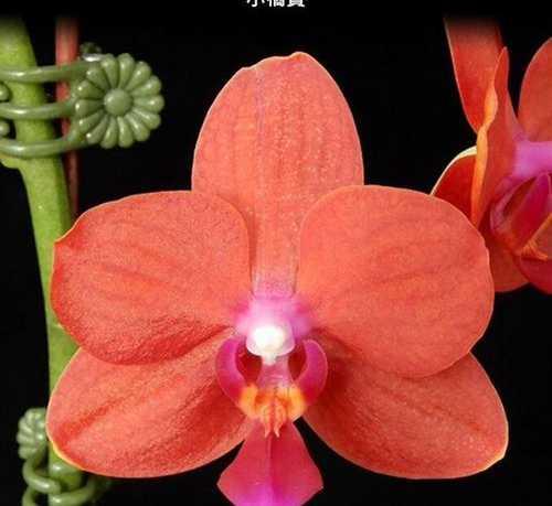 Орхидея Phal. Orange Baby
