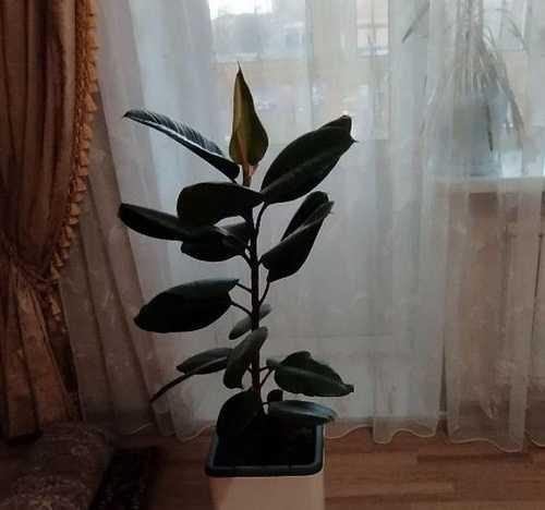 Фикус