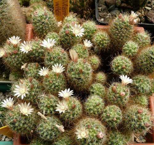 Кактус Mammillaria crinita ssp. wildii