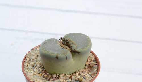 Lithops sp. (Литопс) (SCT29210)