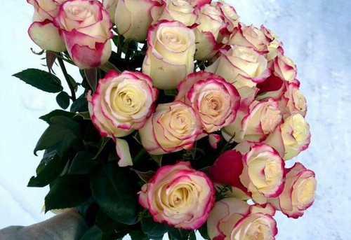 25 роз сорт Sweetness заказ цветы с доставкой