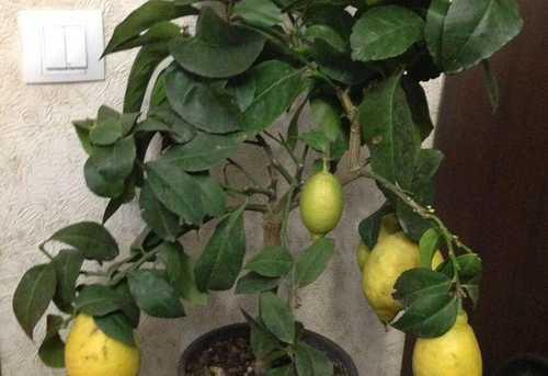 Лимон с съедобными плодами к Дню Рождения, Свадьбе