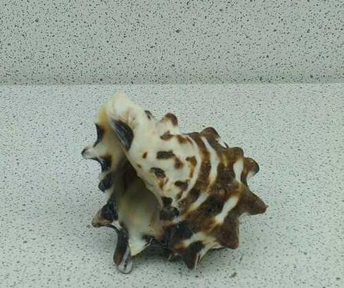 Вазуум Керамикум 3,8 морская ракушка раковина