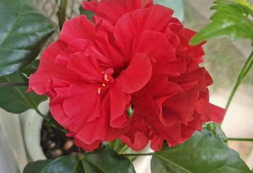 Гибискус китайская роза домашняя красная махровая