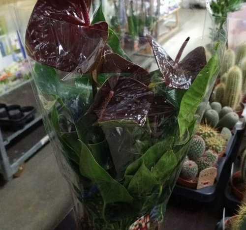 Антуриум