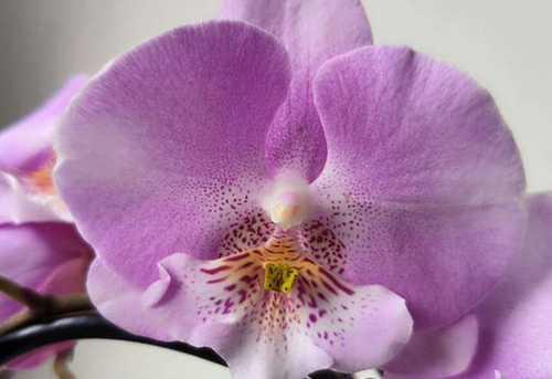 Орхидея фаленопсис биг лип Принцесса