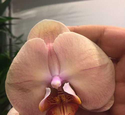 Орхидея фаленопсис леди мармелад каскад