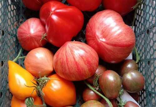 Семена томатов набор 2