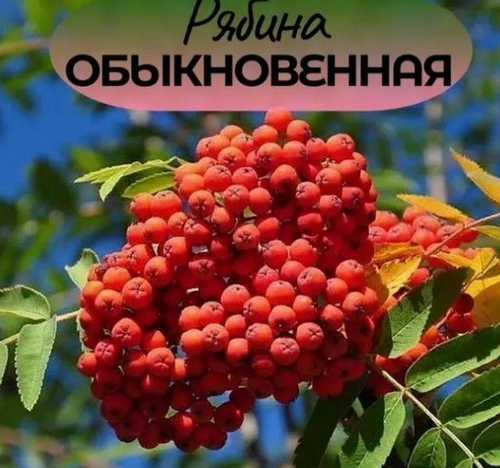 Рябина обыкновенная