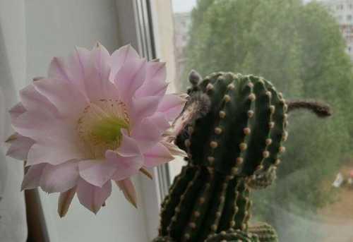 Кактус Эхинопсис, цветёт круглый год, розовый