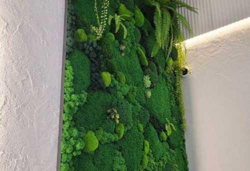 Панно панели озеленение мох стабилизированный