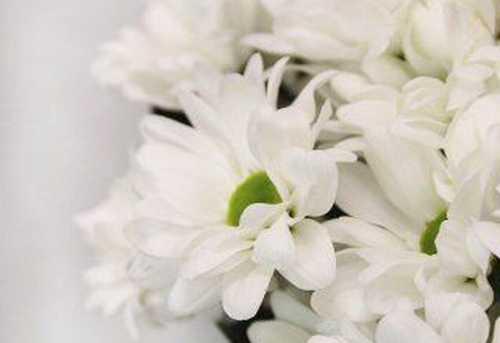 Букет экспресс из 15 белых кустовых хризантем