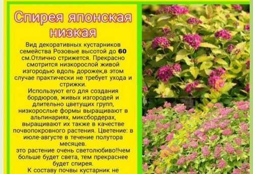 Спирея японская низкая саженцы