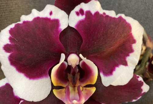 Орхидея Black Magic /Черная магия цветущая