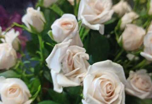 Розы Белые кустовые Доставка Ставрополь